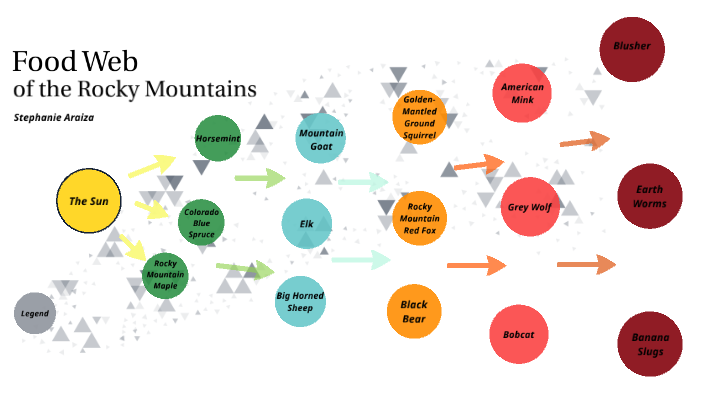 Food Web of the Rocky Mountains by Stephanie Araiza Acuna on Prezi