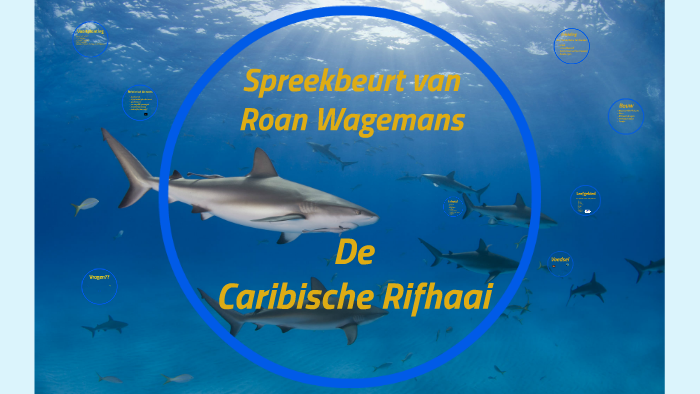 De Caribische rifhaai by Dennis Wagemans on Prezi