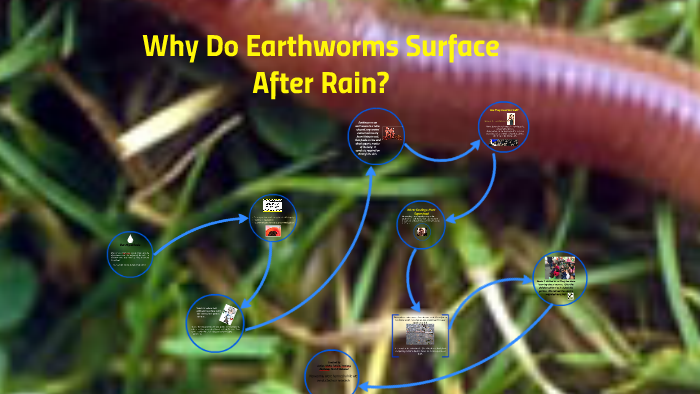 Why Do Earthworms Surface After Rain? by Room 28 on Prezi