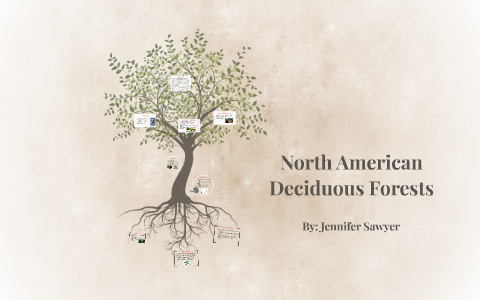 North American Deciduous Forests by jen sawyer on Prezi