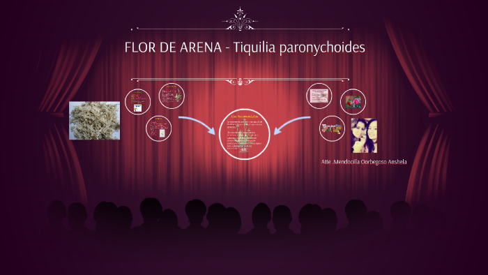 FLOR DE ARENA - Tiquilia paronychoides by anshela katerine mendocilla ...