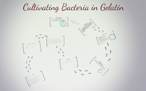 Cultivating Bacteria in Gelatin by Kiara Sosa on Prezi