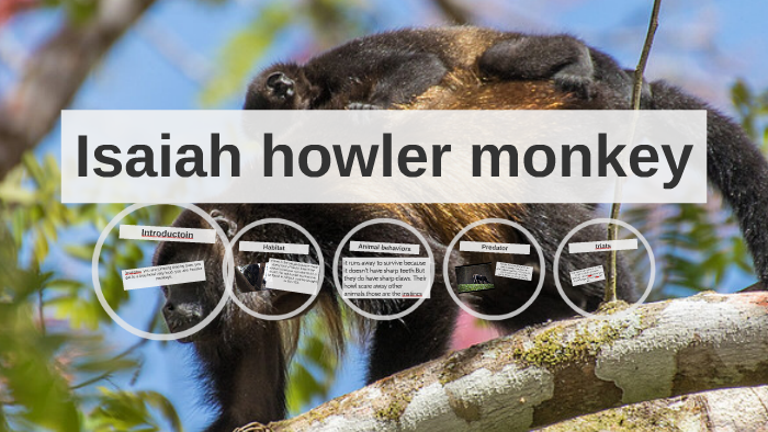 Isaiah howler monkey by Dhana Vercruysse on Prezi