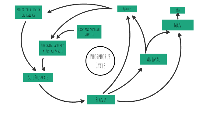 Phosphorus Concept Map by Skyler Cordova on Prezi