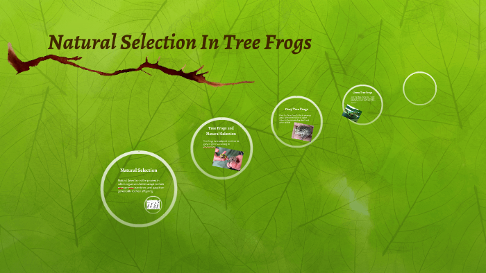 Natural Selection In Tree Frogs by Grace Moore on Prezi