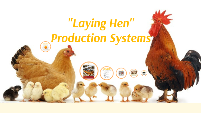 Laying Hen Production Systems by Ms. Cabrera on Prezi