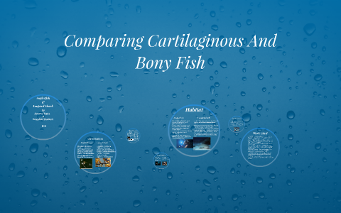 Comparing Cartilaginous And Bony Fish by jeremy tapia on Prezi