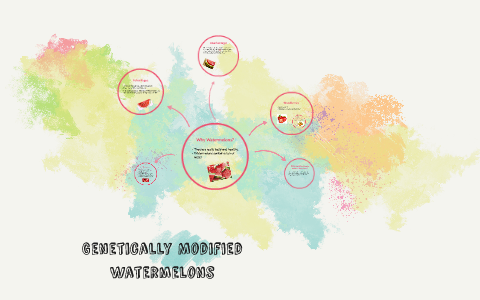 Genetically Modified Watermelons. by Marcela Mata on Prezi