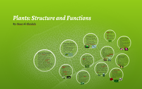 Plants: Structure and Functions by Noor A on Prezi