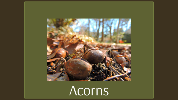 Sequoia and Kings Canyon National Park Food Chain by Josh Meyer on Prezi