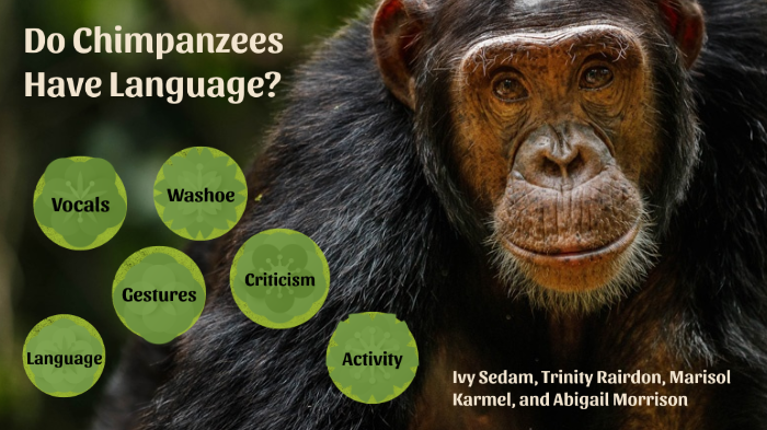 Chimp Language by Trinity Rairdon on Prezi