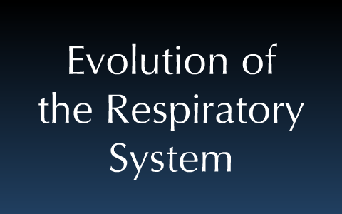 Evolution of the Respiratory System by Apoorva M on Prezi