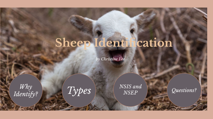Sheep Identification by Christine Lee on Prezi
