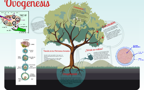 La ovogenesis by Luciana Sanchez on Prezi