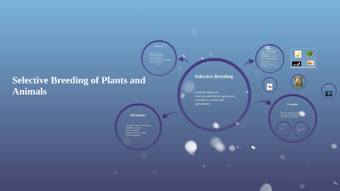 Selective Breeding of Plant and Animals by Tess Hammond on Prezi