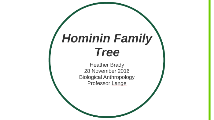 Hominin Family Tree by Heather Brady on Prezi