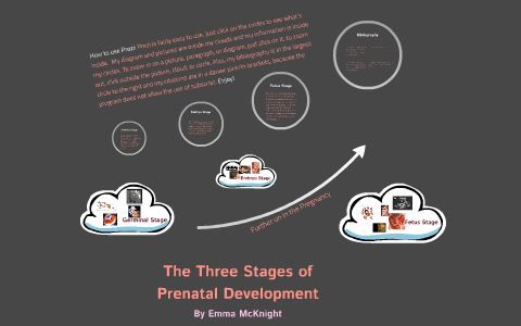 The Three Stages of Prenatal Development by Emma McKnight on Prezi
