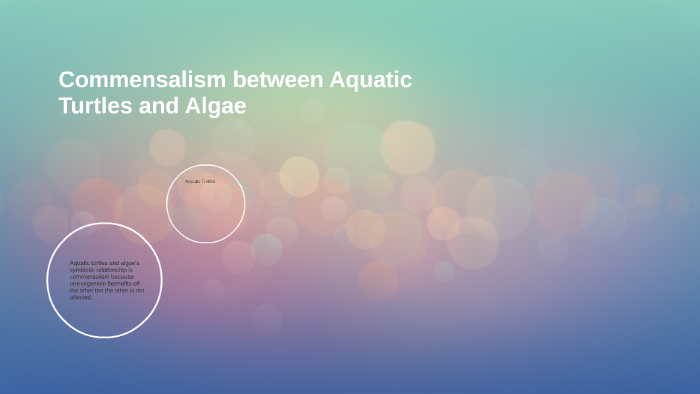 Commensalism between Aquatic Turtles and Algae by Harmony Ryczek on Prezi