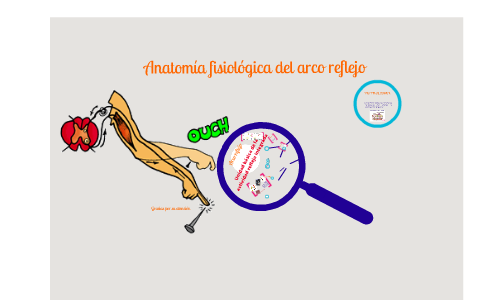 Anatomía fisiologica del arco-reflejo by Diana Soriano on Prezi