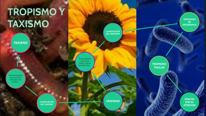 TROPISMO Y TAXISMO by daniela López on Prezi