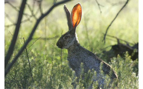 Jack Rabbit Presentation Homeostasis by Jose Siles Gonzales on Prezi