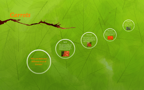 Why are there two different sizes of Carrots? by Megan Moskal on Prezi