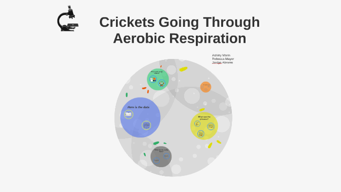 Crickets Going Through Aerobic Respiration by Jordyn Abrams on Prezi