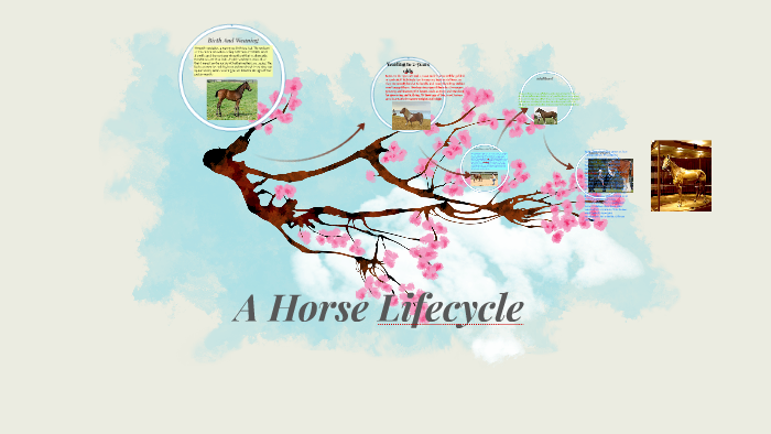 A Horse Lifecycle by Student Group 12 CSCC