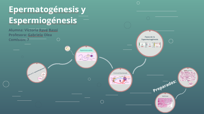 Epermatogénesis y Espermiogénesis by Victoria Rave on Prezi