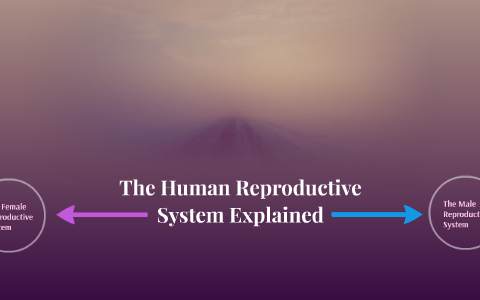 The Human Reproductive System Explained by Pamela Grigas on Prezi