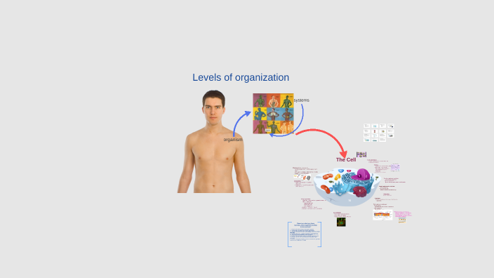 The Cell By On Prezi