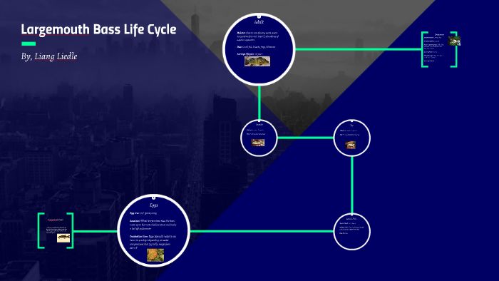Largemouth Bass LIfe Cycle by Liang Liedle on Prezi