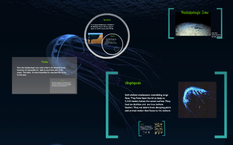 Hadalpelagic Zone by Olga Diazz on Prezi