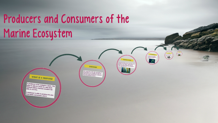 Producers and Consumers of the Marine Ecosystem by ariyanna haygood on ...