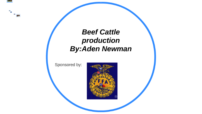 Cattle production by aden newman on Prezi