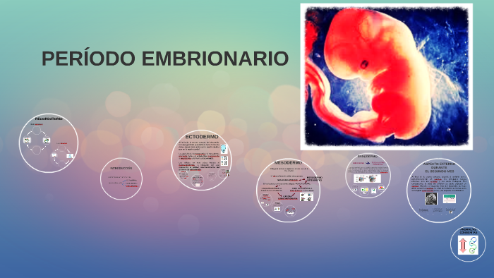 PERÍODO EMBRIONARIO by Selene Dp on Prezi