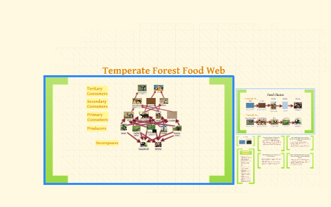 Temperate Forest Food Web by Sofia Lombardi on Prezi
