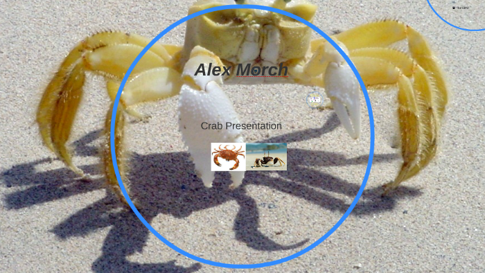 Crab Prezentation by Alex Morch