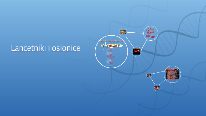 Lancetniki i osłonice by kuba strus on Prezi