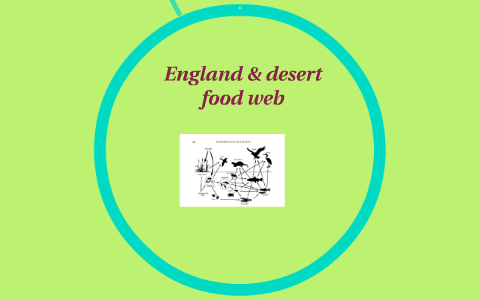 England &desert food web by raya knapp