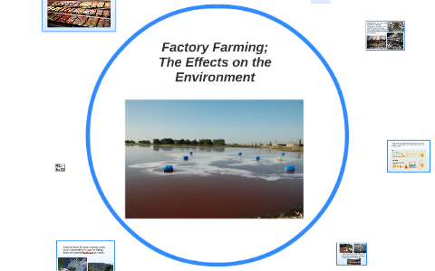 Factory Farming; The Effects on the Environment by Jill Peterson on Prezi