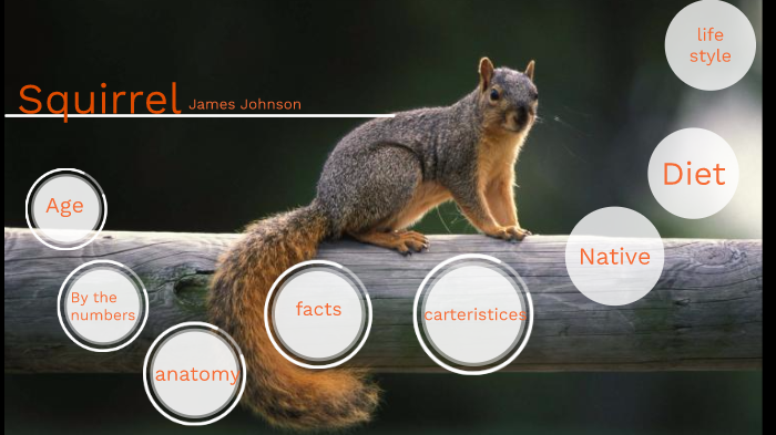 James squirrel by Joey Johnson on Prezi
