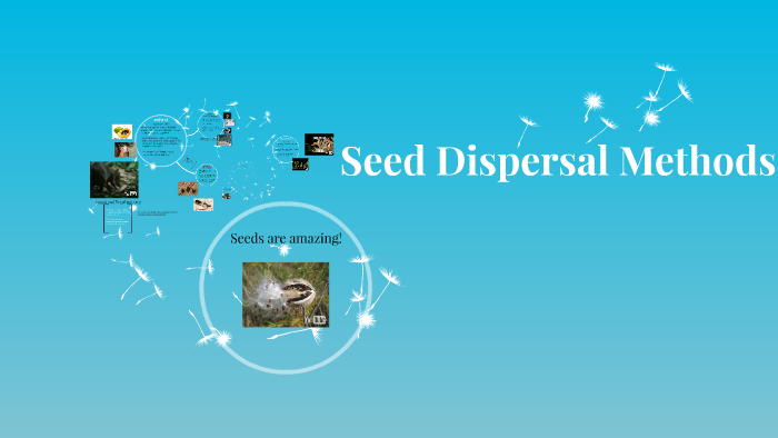 Seed Dispersal Methods by on Prezi