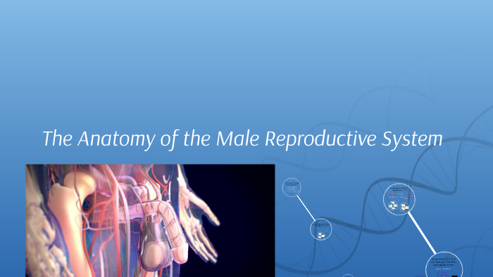 The Anatomy of the Male Reproductive System by amber logan on Prezi