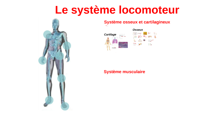 Le système locomoteur by Bernard Lasnier on Prezi