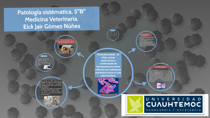 Paratuberculosis de la cabra en Chile: primer aislamiento y by erick ...