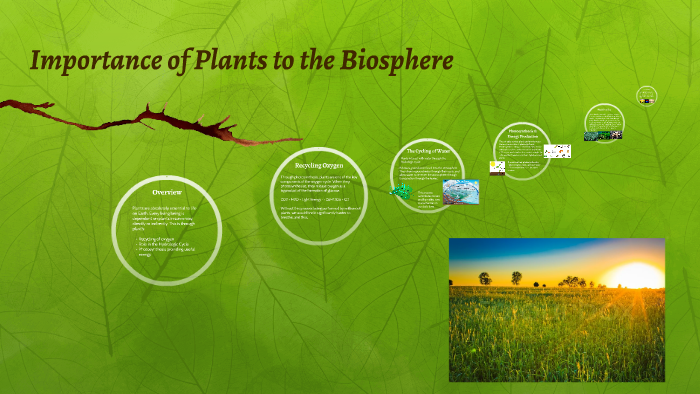 The Importance Of Plants In The Biosphere And Human Society - ClassNotes.ng