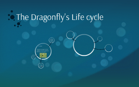 Great white Shark Life cycle by Mohammed Hamouda on Prezi