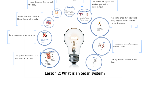 Lesson 2: What is an organ system? by Cynthia Abbott on Prezi