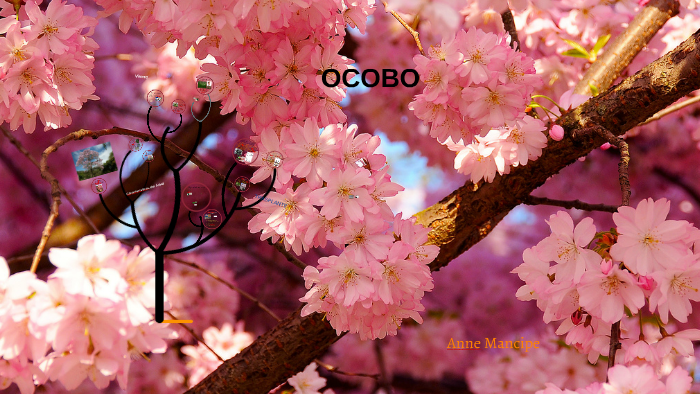 OCOBO by ANNE MANCIPE on Prezi